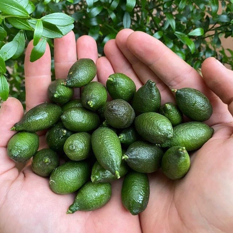 California Green Finger Limes - Pacific Wild Pick – Wild Food Express